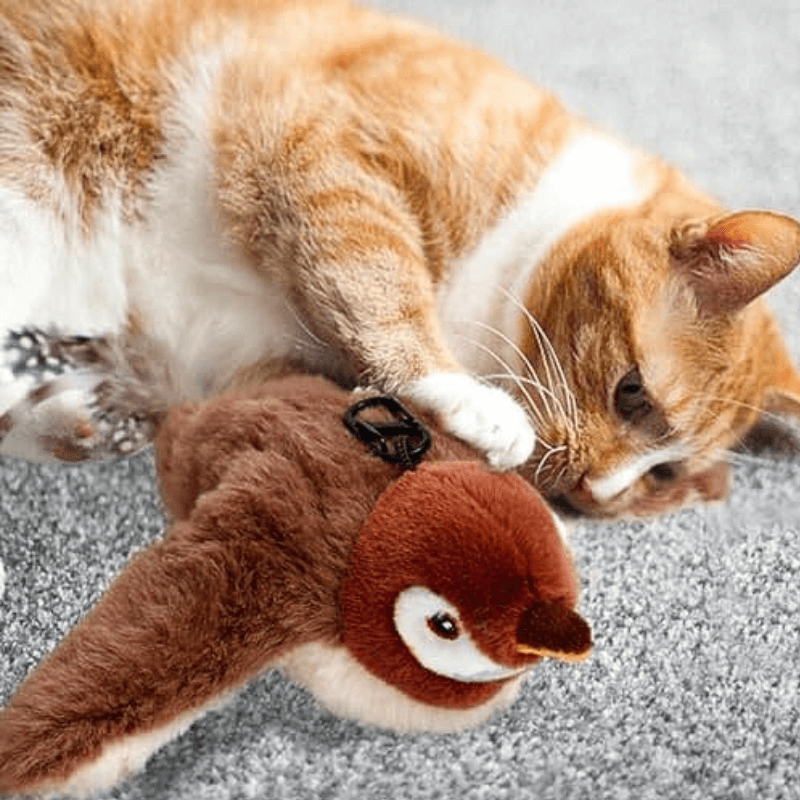 Happy Kitty™ - Australia's Best Cat Store